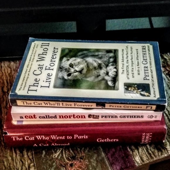 Other | 4 True Stories About A Floppy Eared Scottish Fold Cat Named ...